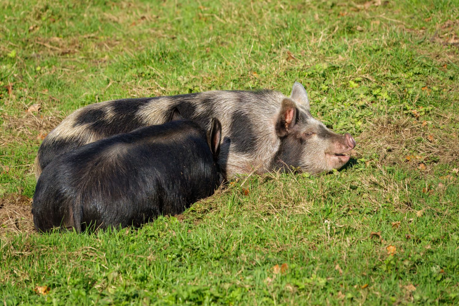 Finlake Resort and Spa - Top 10 things to do when visiting